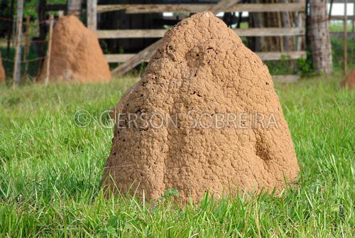 Carne de Cupim | WordReference Forums